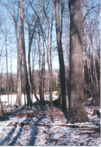 Hull Forest Products | Logging & Forest Management